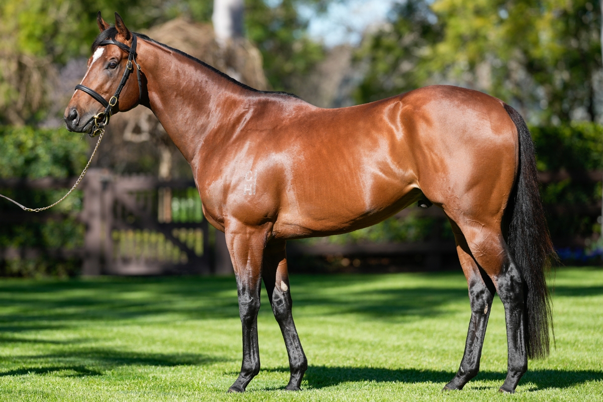 Our Australian Stallions - Coolmore