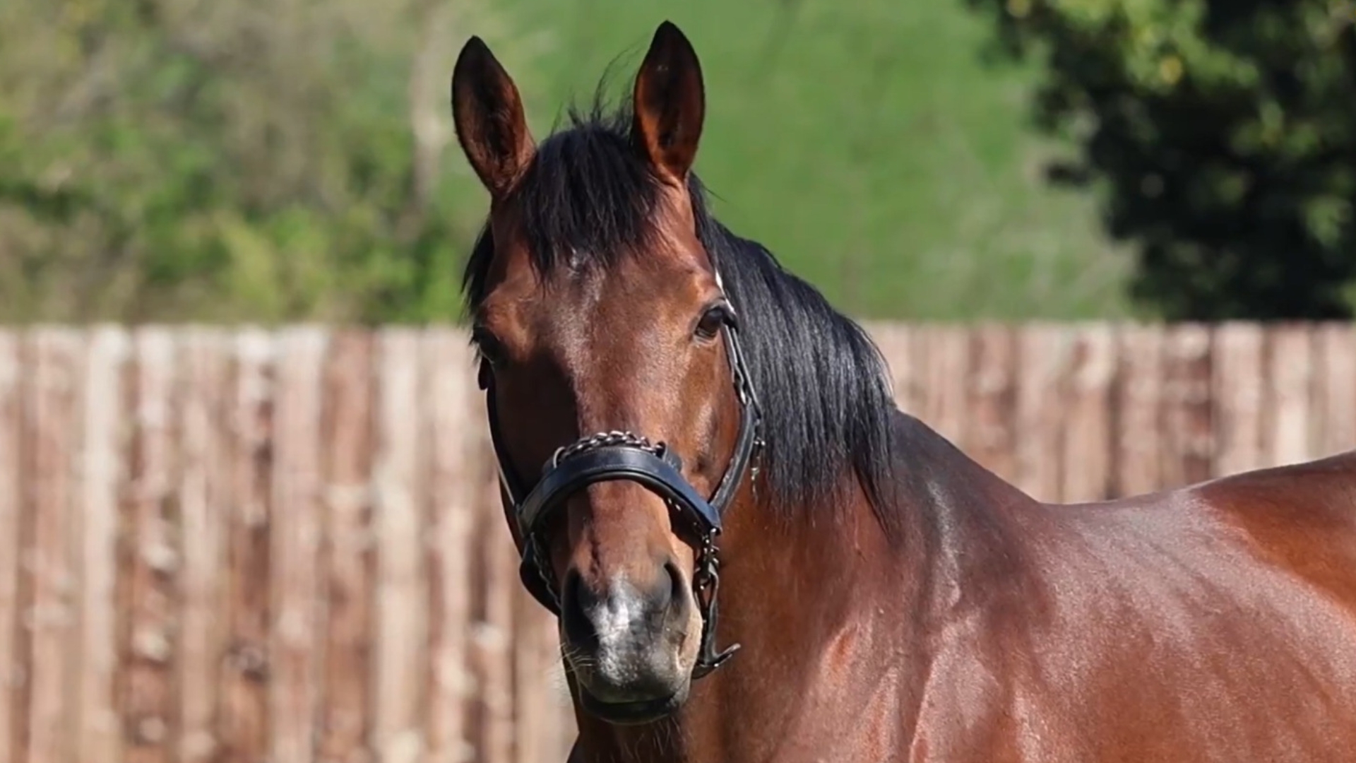 Crystal Ocean Stallion - Coolmore