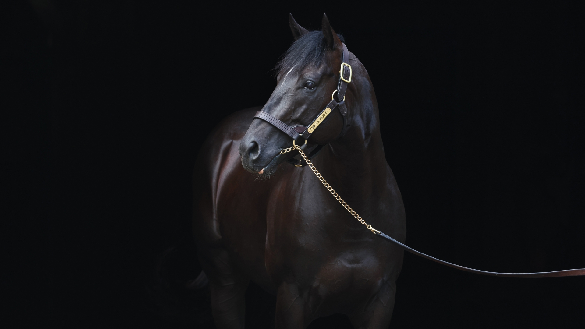 Coolmore America | Home Of Champions Experience - Coolmore America
