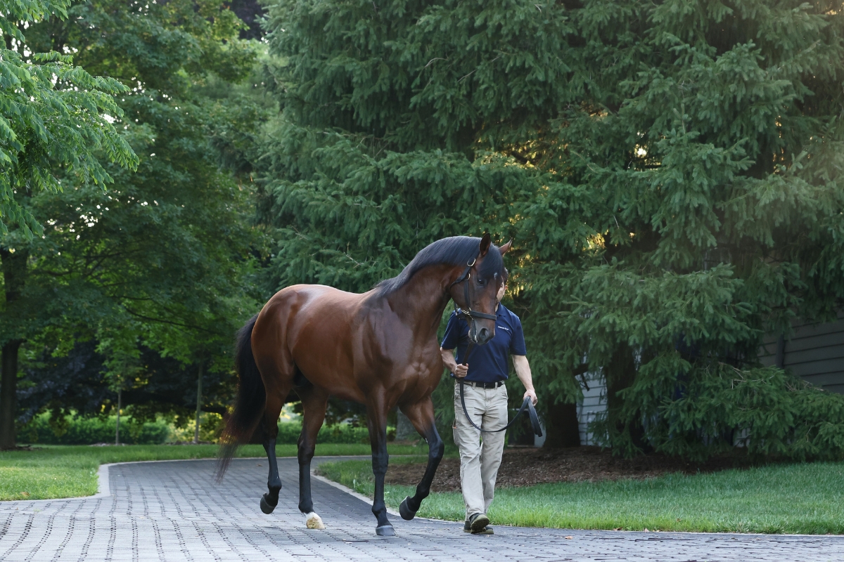 Epicenter Stallion - Coolmore