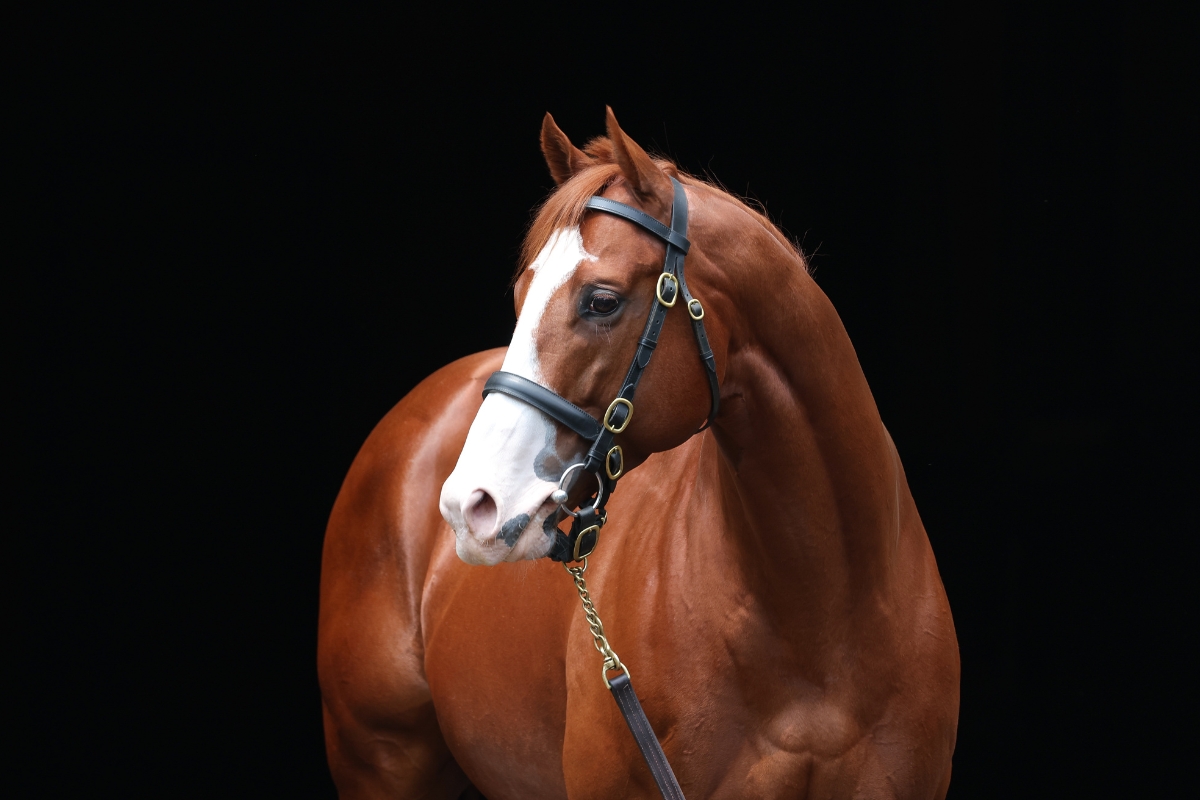 Jack Christopher Stallion - Coolmore
