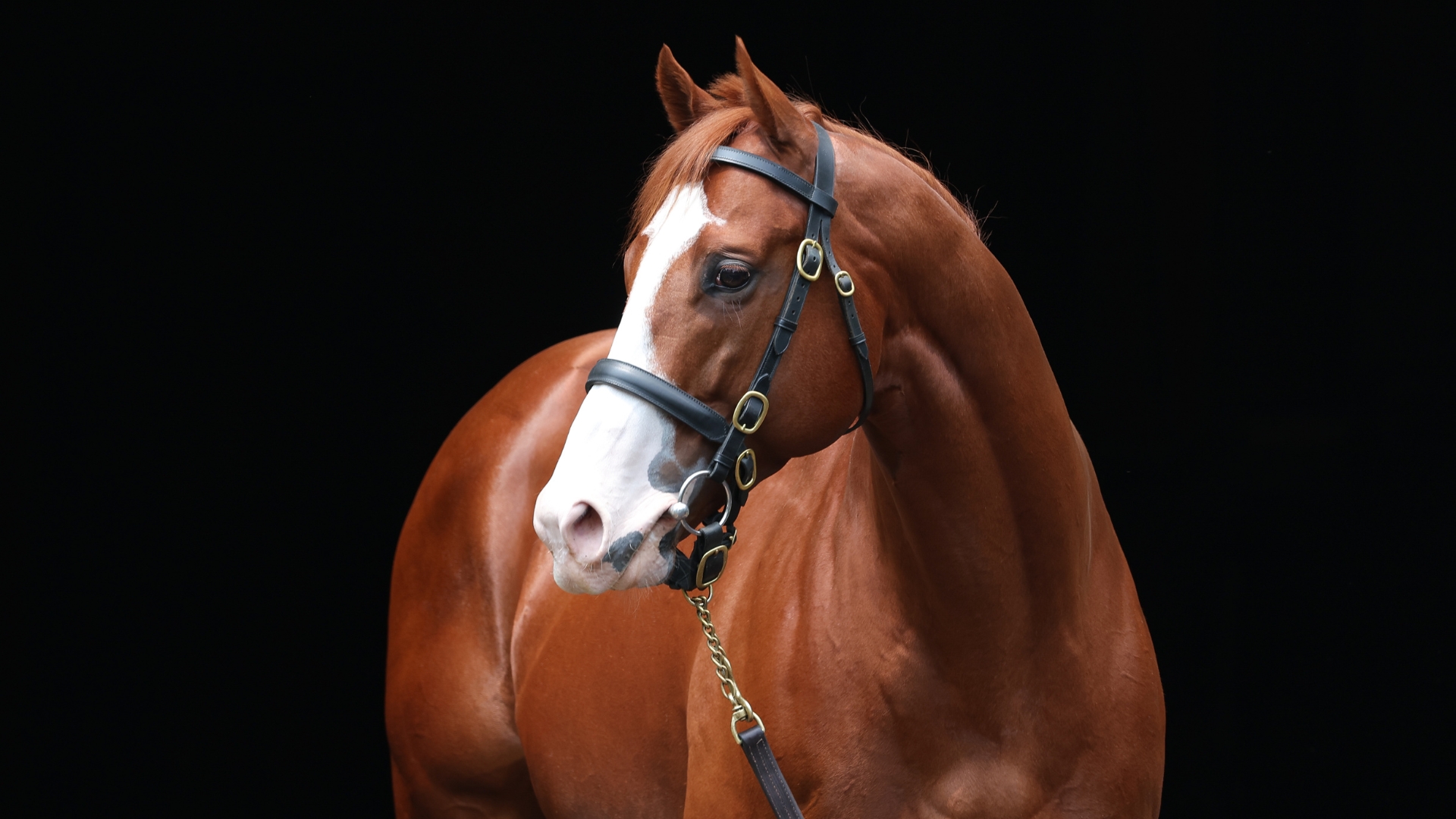 Jack Christopher Stallion - Coolmore