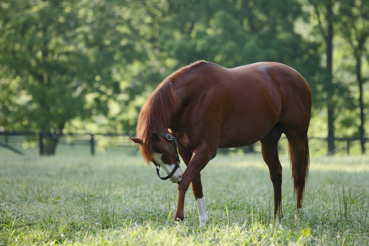 Jack Christopher Stallion - Coolmore