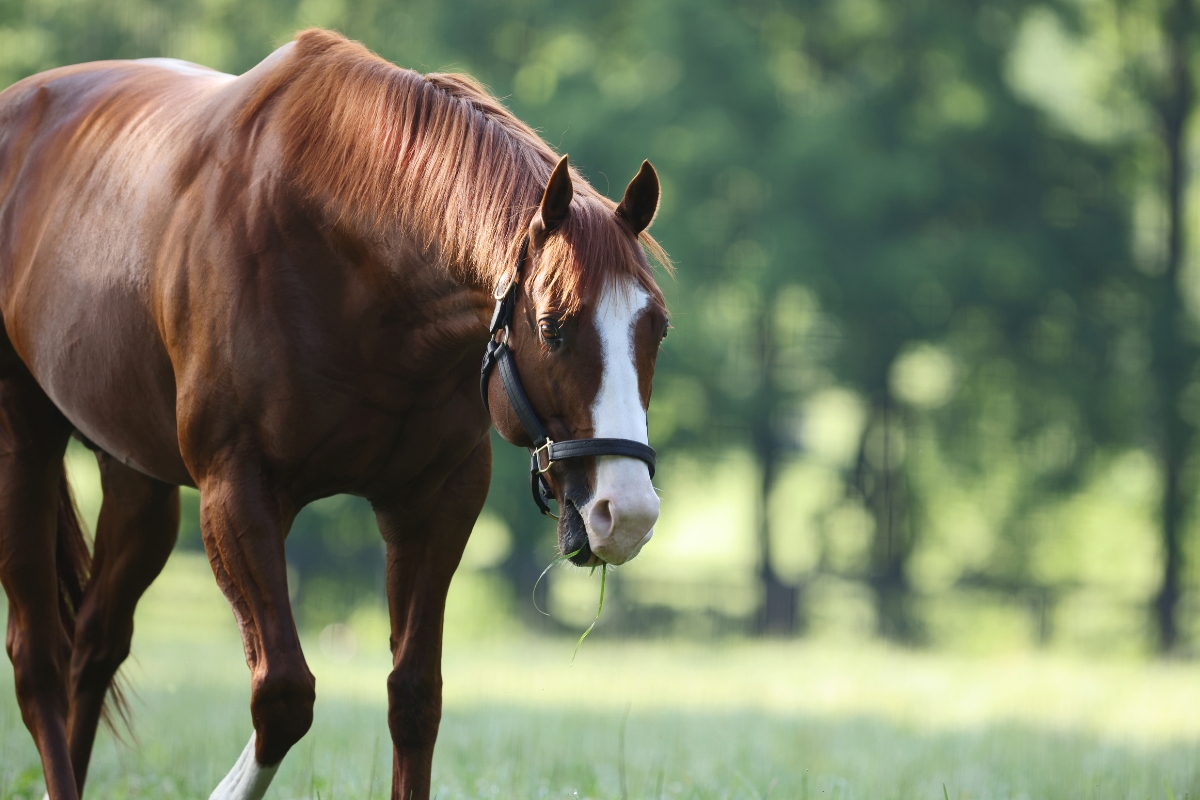 Jack Christopher Stallion - Coolmore