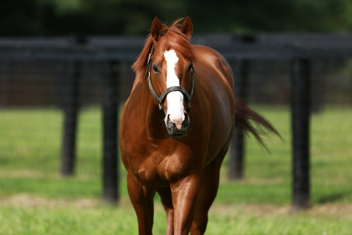 Farm Tours - Coolmore