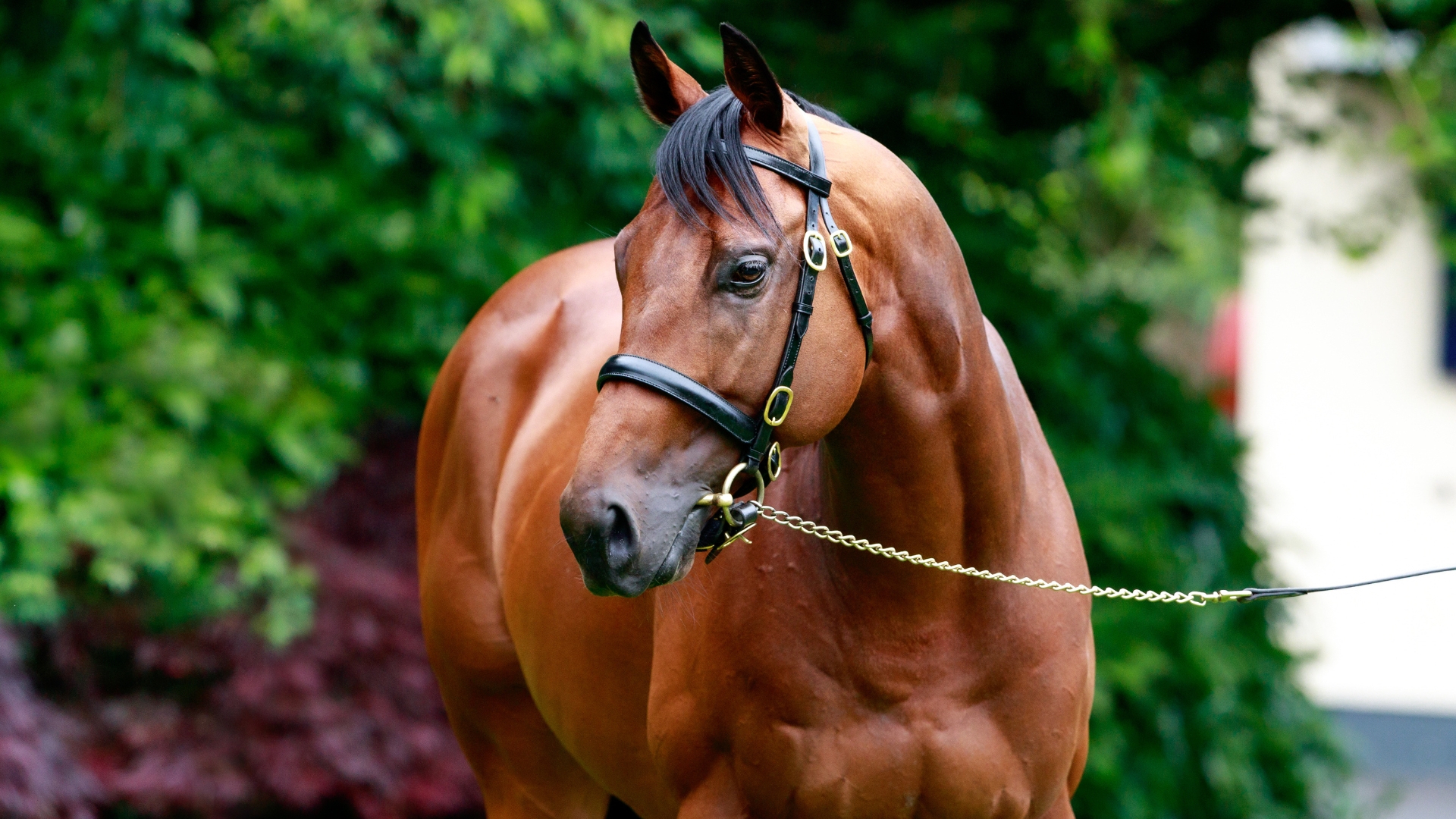 Little Big Bear Stallion - Coolmore