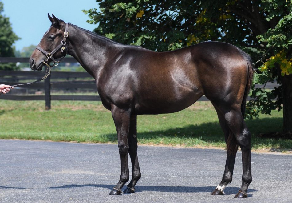 $1.35 Million Filly for American Pharoah at Keeneland September - Coolmore