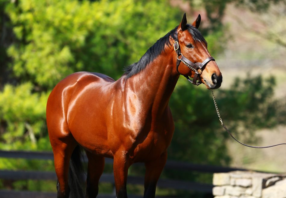 American Pharoah Stallion - Coolmore