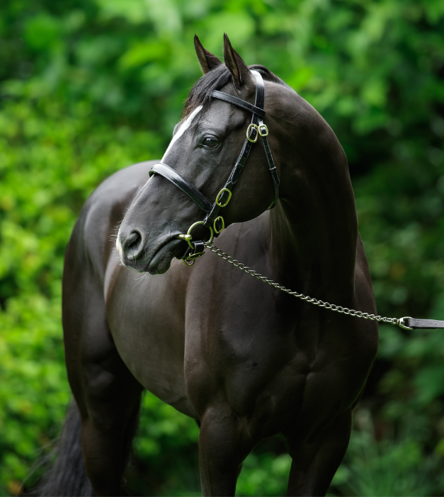 Coolmore Ireland | Home Of Champions Experience - Coolmore
