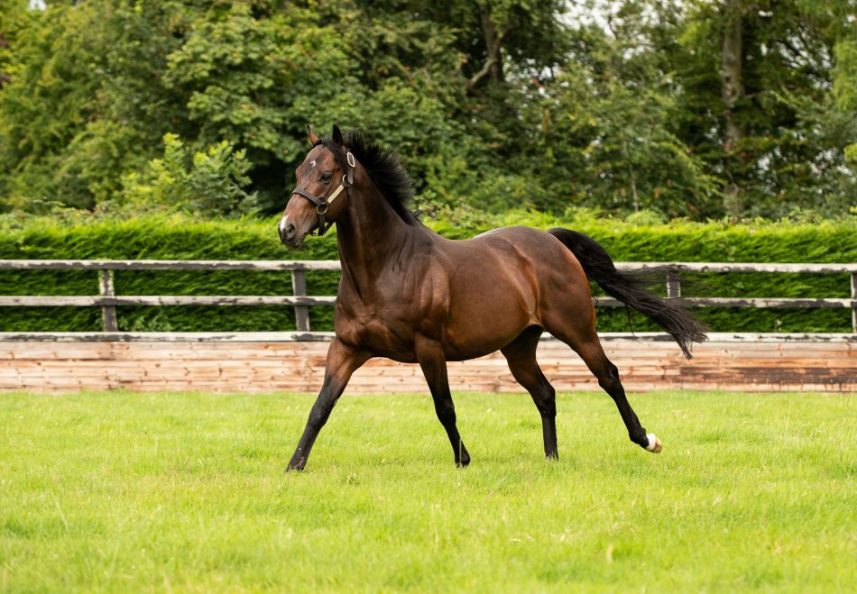 Calyx Colt Gets Off The Mark In Fine Style - Coolmore