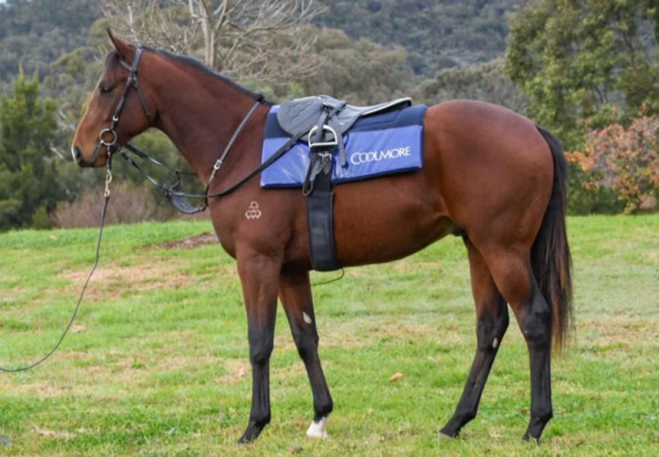 Coolmore Sourced Hong Kong Derby Winners – Two in a Row - Coolmore