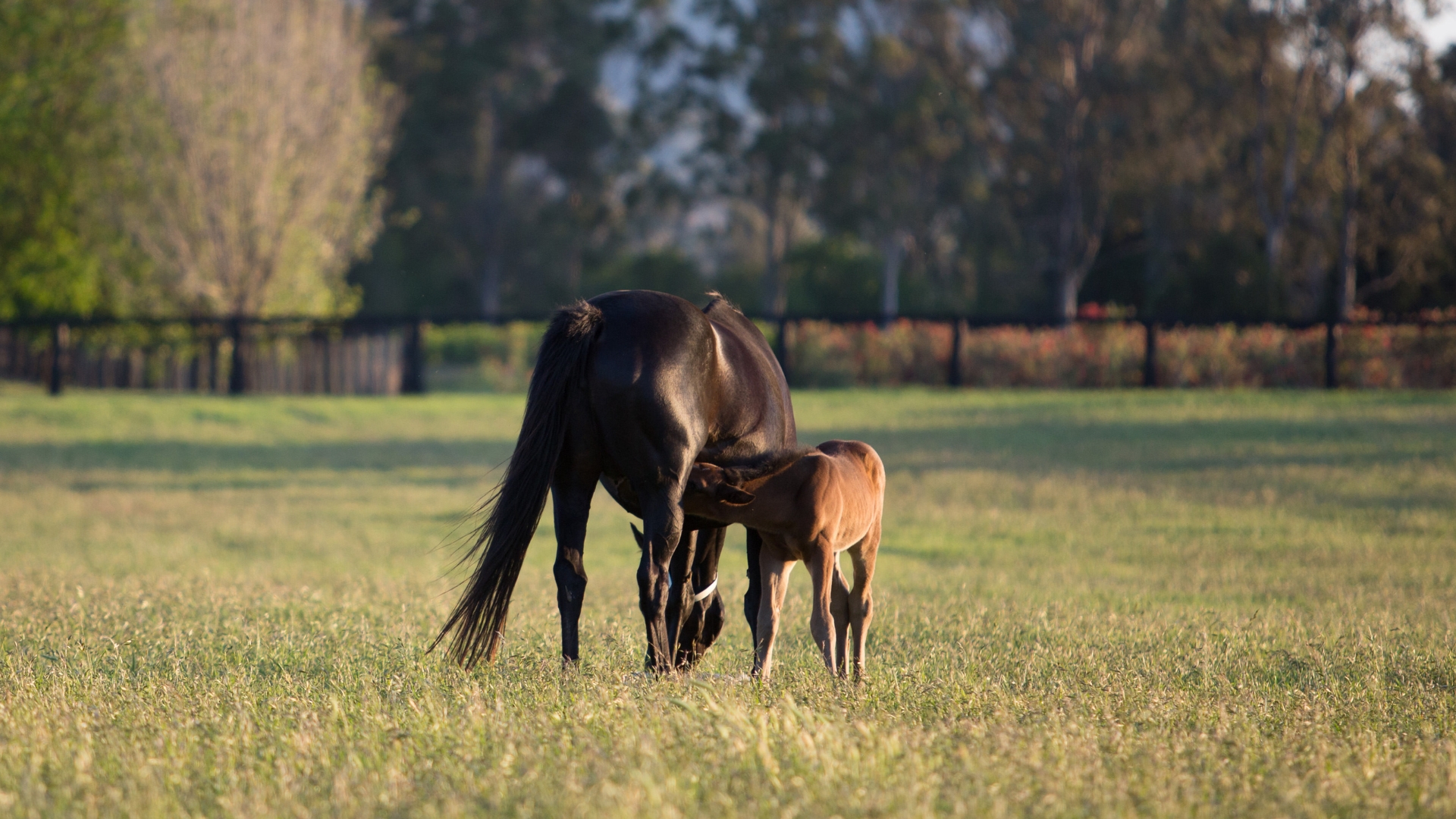 Mare Information Sheet - Coolmore