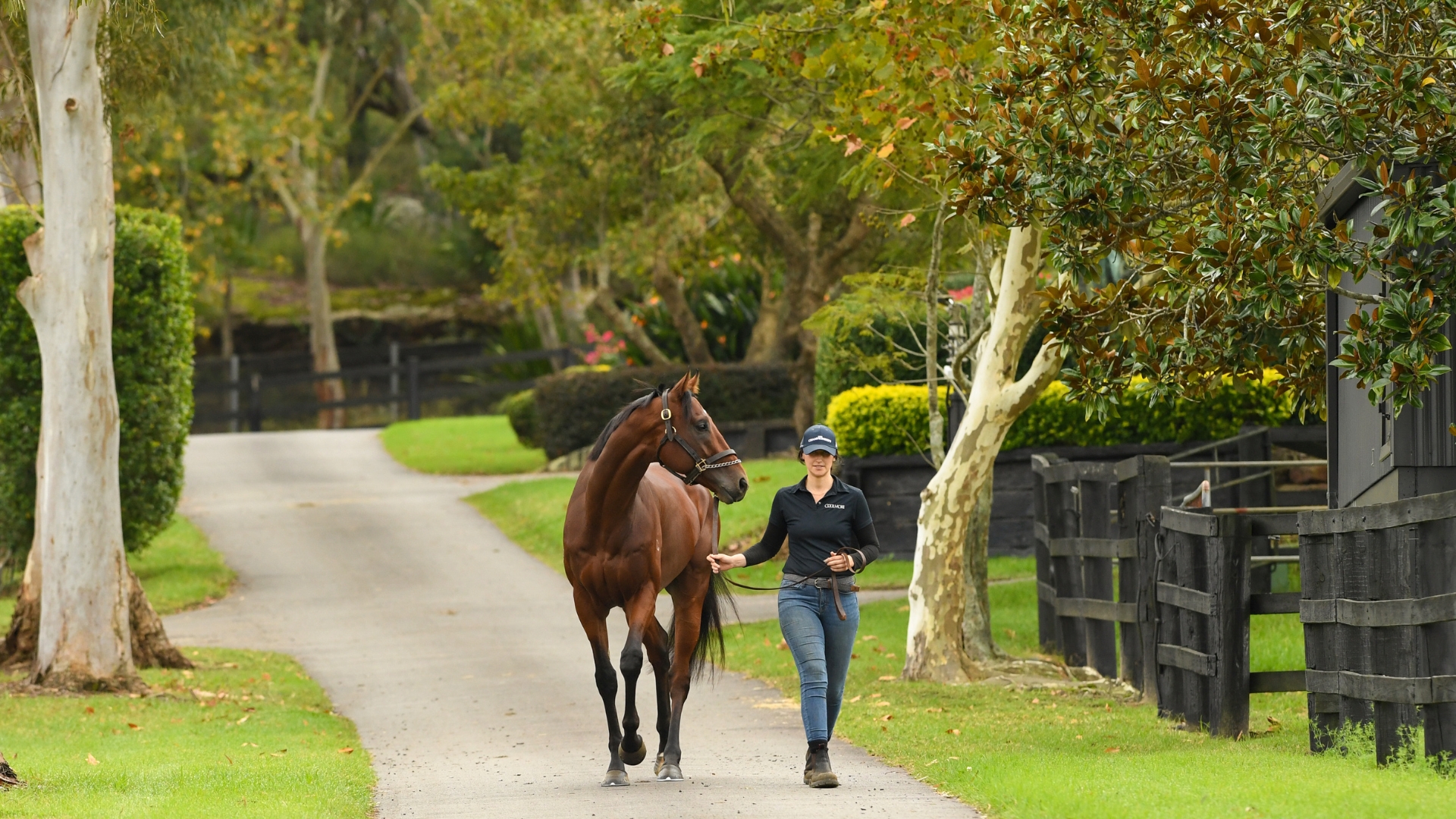 Mt White Farm - Coolmore