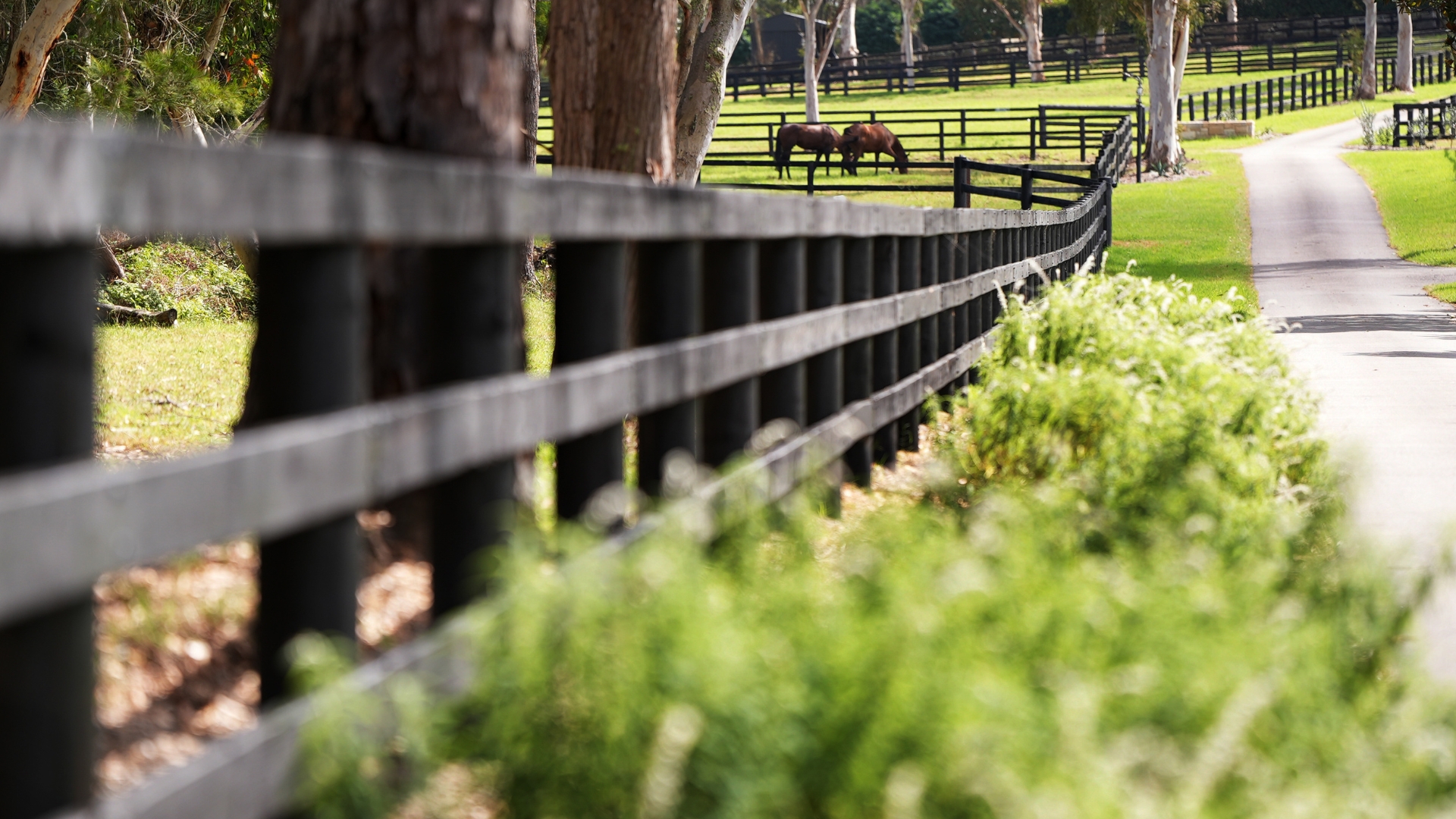 Mt White Farm - Coolmore