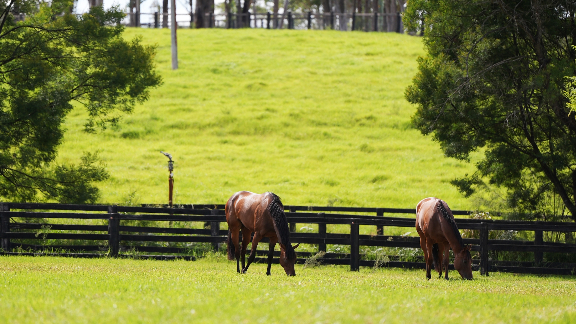 Mt White Farm - Coolmore