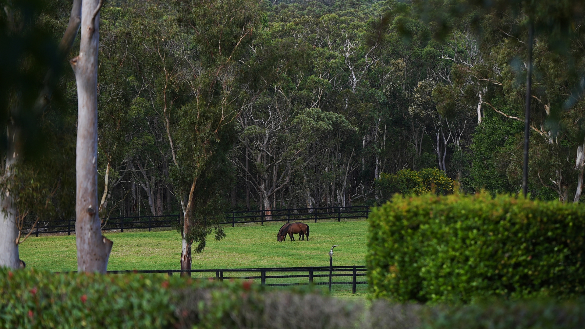 Mt White Farm - Coolmore