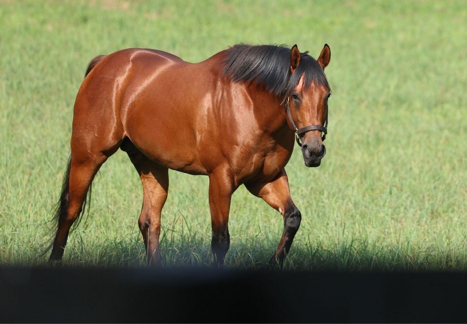 $435,000 Colt Sets Pace for Corniche in Keeneland September Book 3 ...