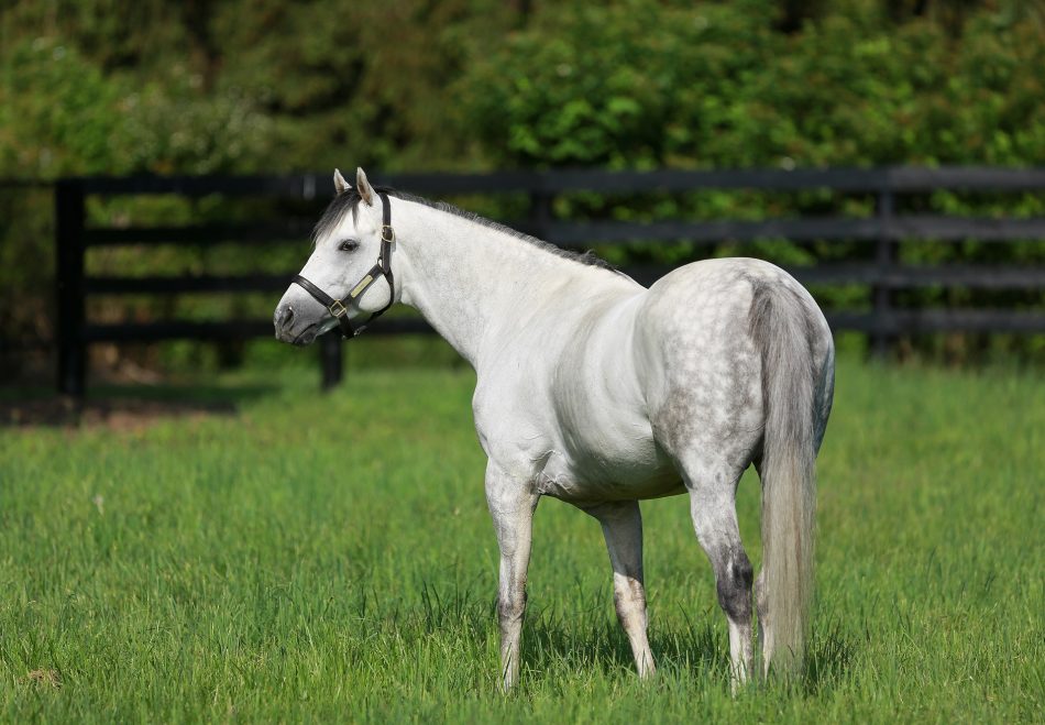 Cupids Crush Wins Curtis Sampson Oaks - Coolmore