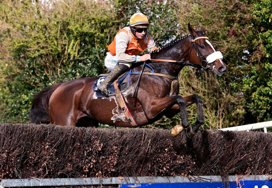 Son Of Walk In The Park Off The Mark - Coolmore
