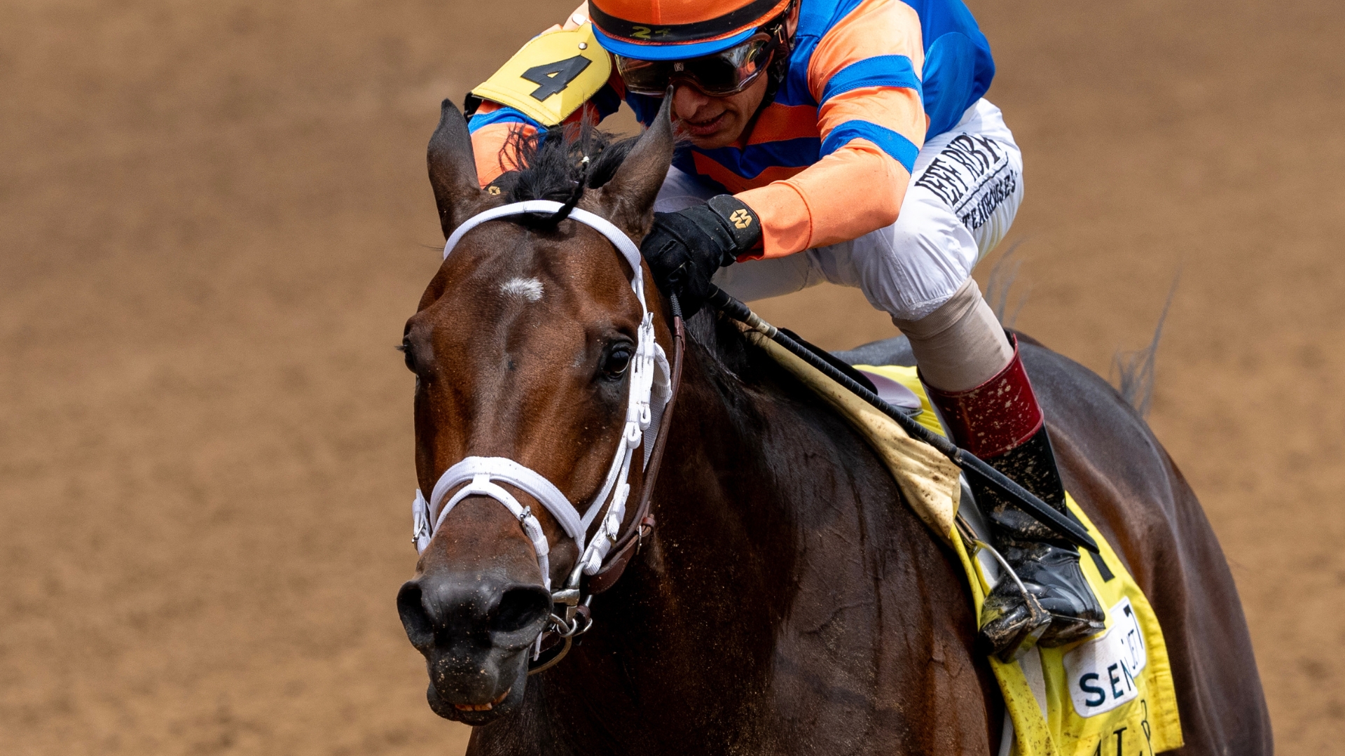 Fierceness Stallion - Coolmore