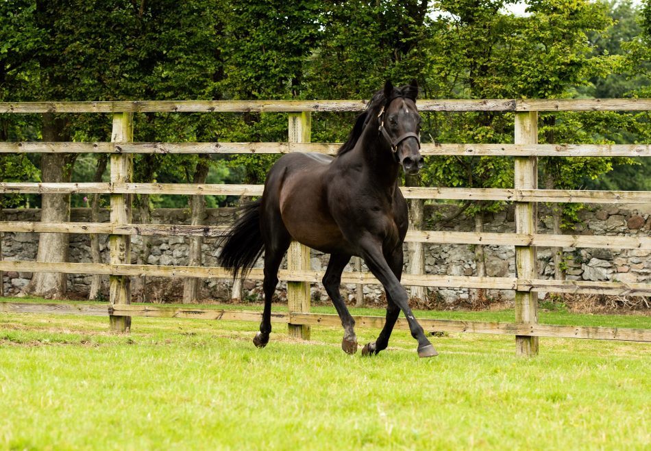 Smart Newcomer Continues Fine Run For Footstepsinthesand - Coolmore