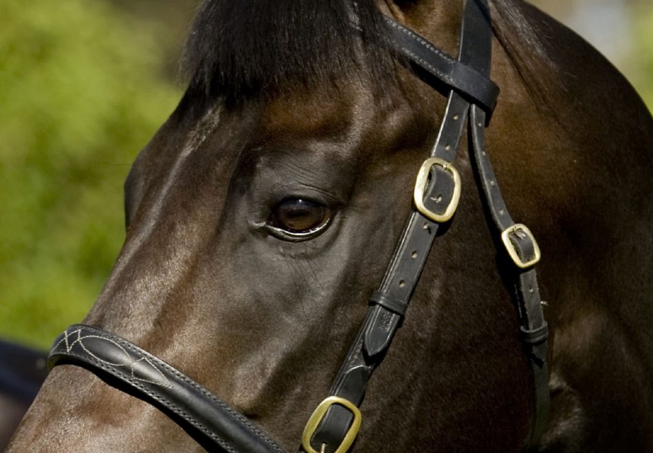 Promising Footstepsinthesand Filly Gets Off The Mark - Coolmore