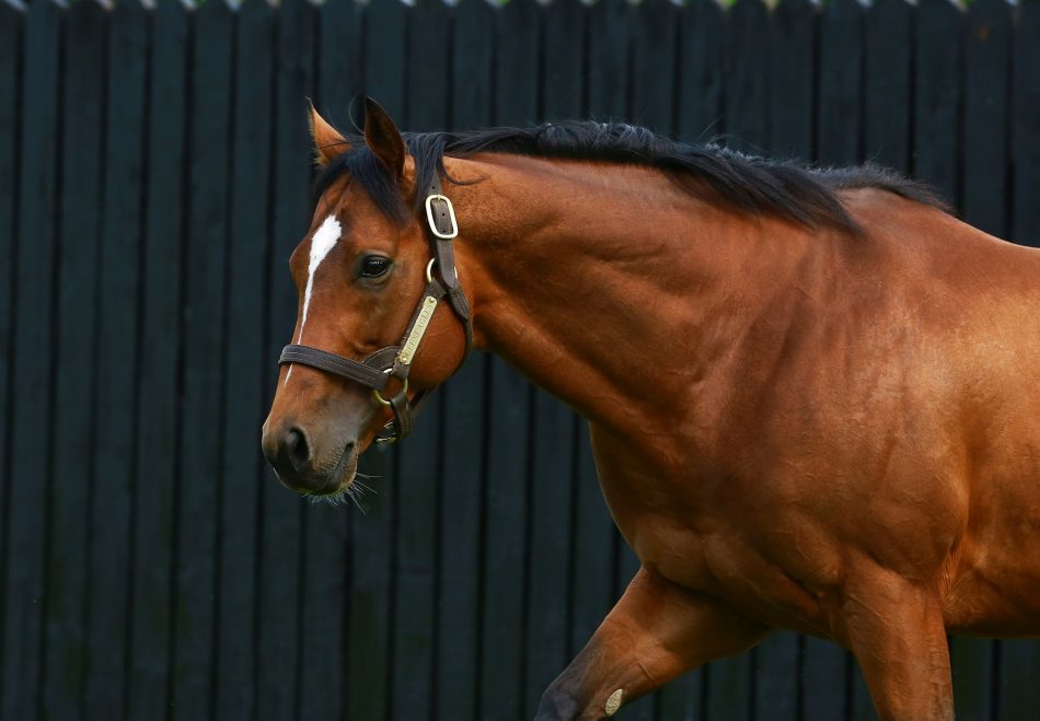 German Derby Victory Continues Stellar Season For Gleneagles - Coolmore