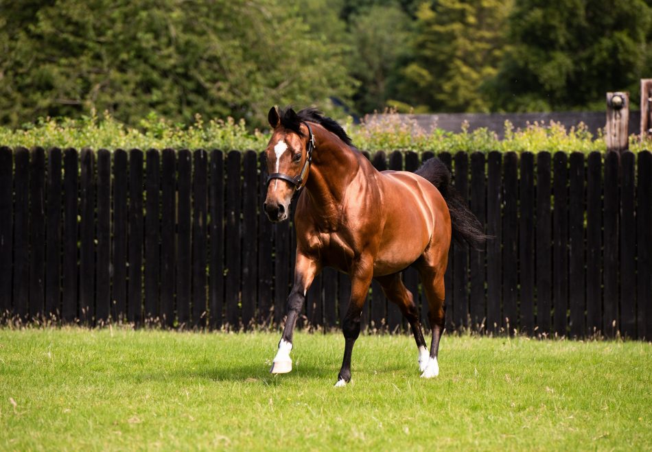 Improving Gleneagles Filly Gets Off The Mark - Coolmore