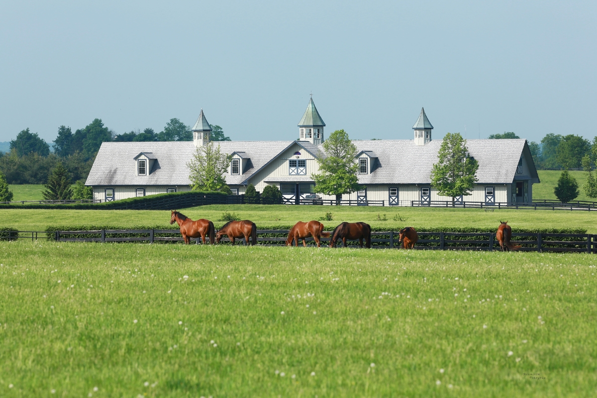 Farm Tours - Coolmore