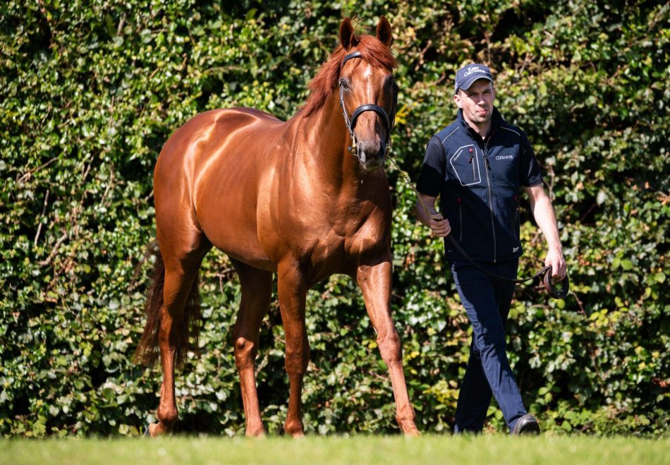 Hurricane Lane’s Exciting First Crop Head To Tattersalls Ireland - Coolmore