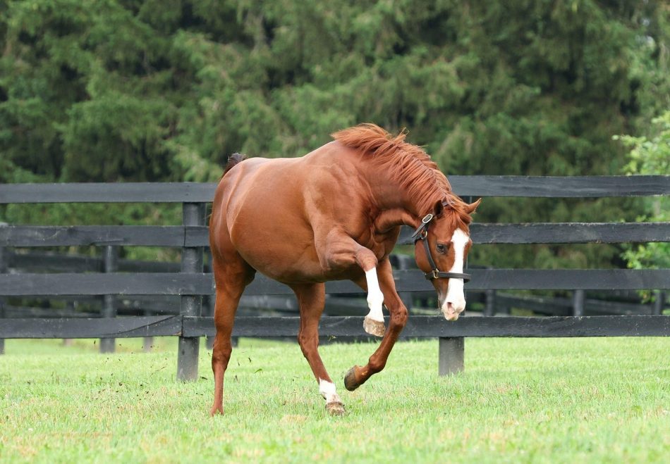 Ten For Jack Christopher at Fasig-Tipton July - Coolmore