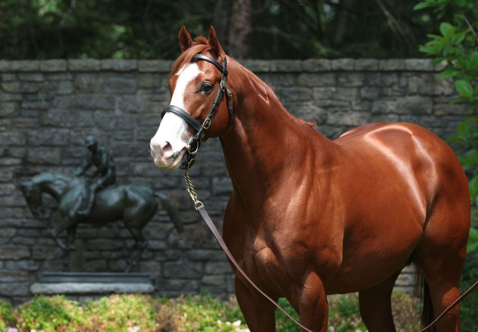 $335,000 Filly for Jack Christopher at Keeneland November - Coolmore