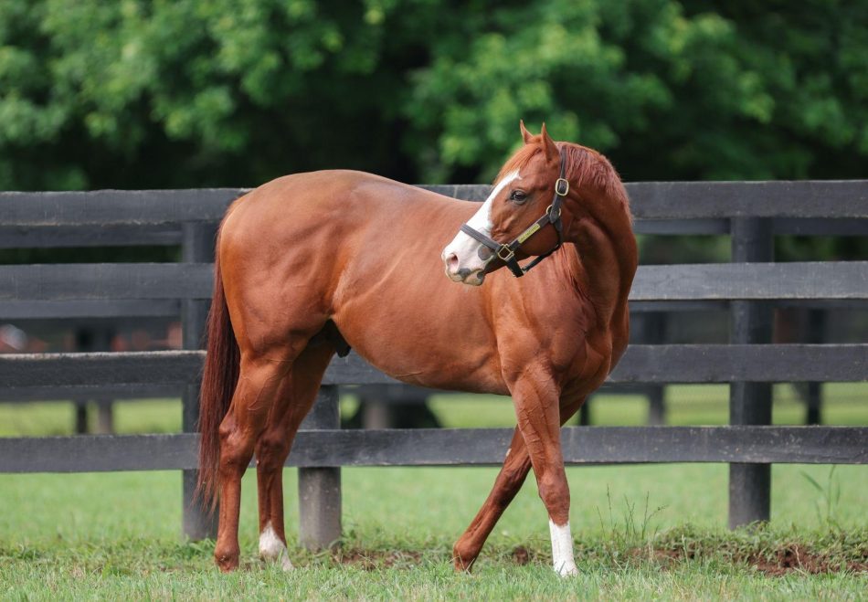 Big Keeneland November On Tap For Jack Christopher - Coolmore