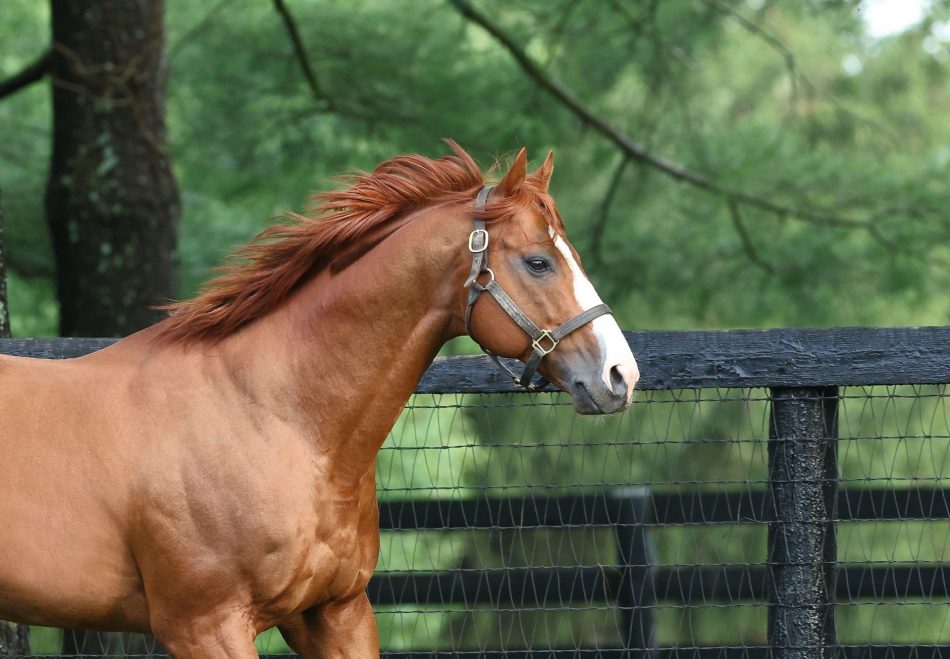 $700,000 Filly Most Expensive Justify in Book 2 - Coolmore