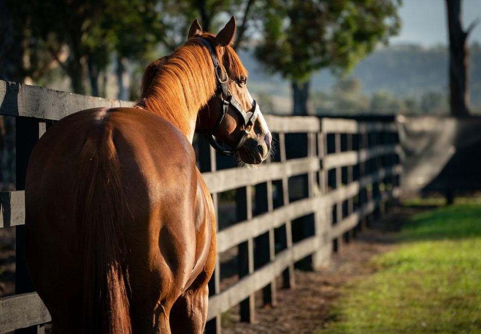 Harlocap Second Winner of Weekend for Justify - Coolmore