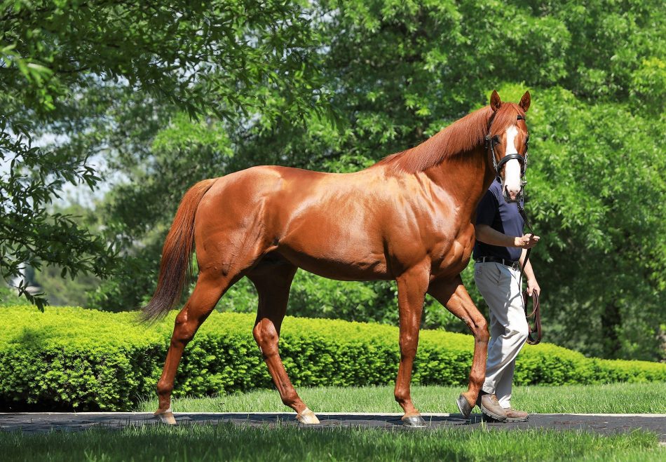 Alpha Bella Leads All the Way in Del Mar Stakes Victory - Coolmore