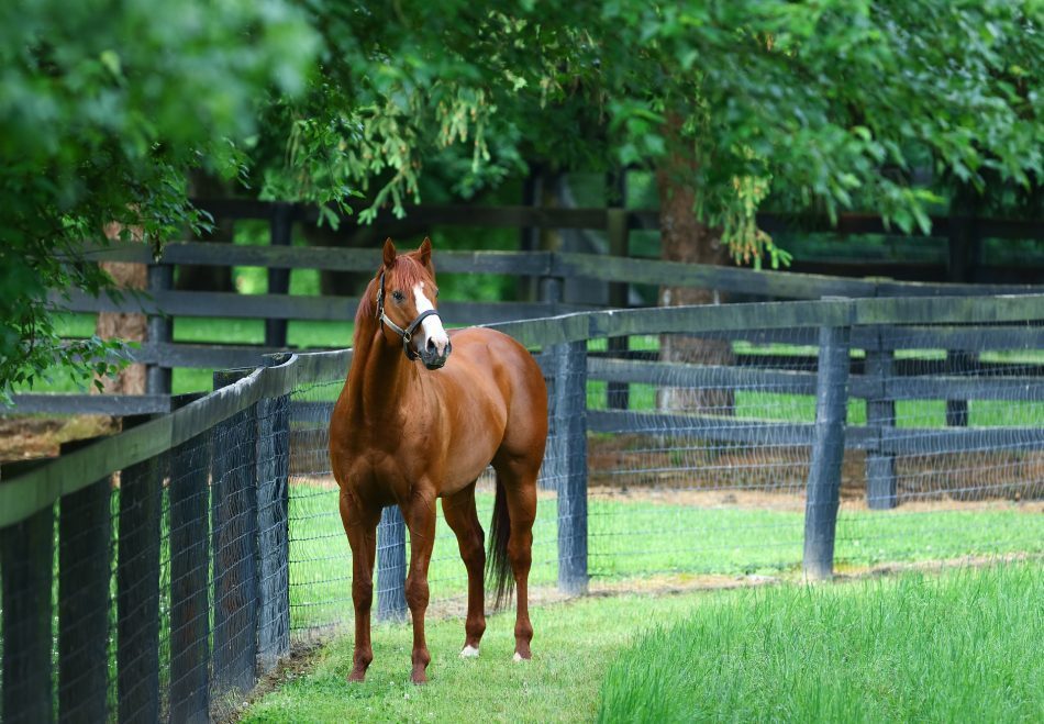 Justify Strikes Again At OBS March - Coolmore