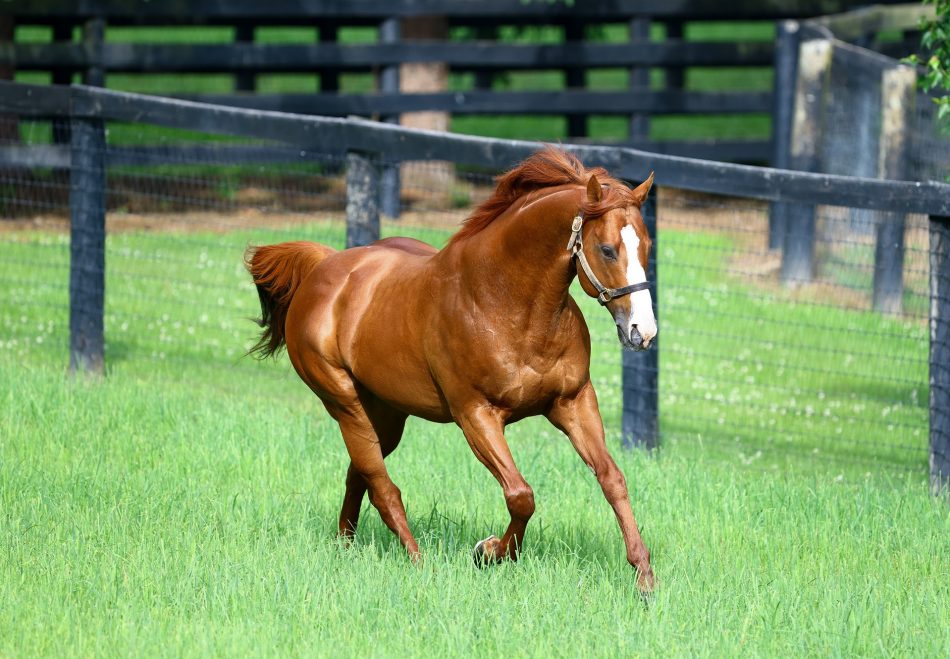 Valentine Candy Continues Justify’s Juvenile Hot Streak - Coolmore