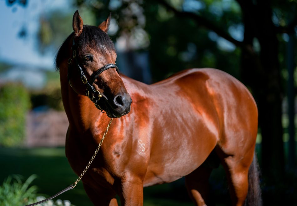 Leaving a Legacy - Coolmore
