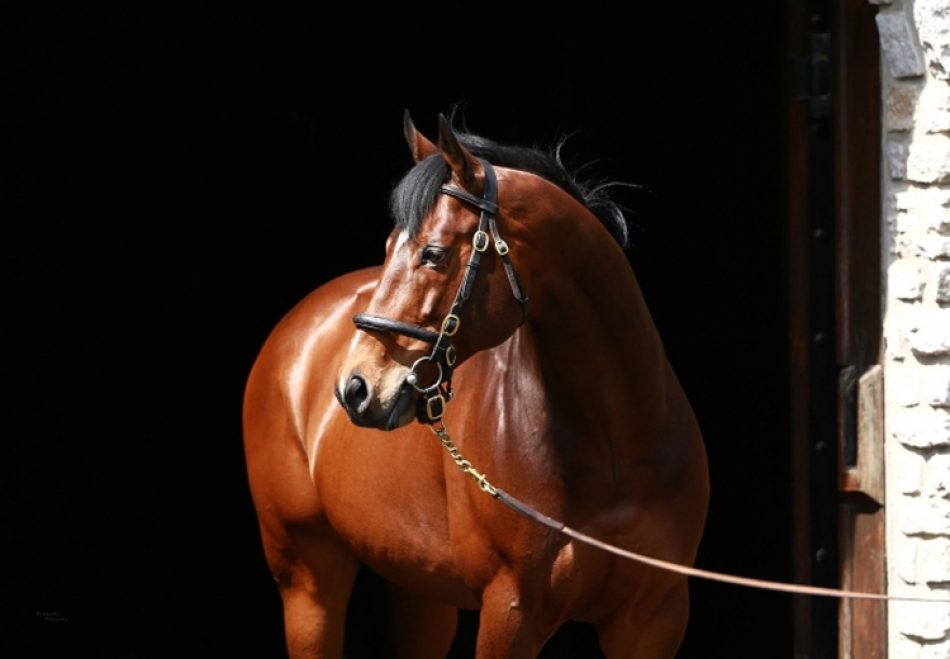 Lucky Light Horse