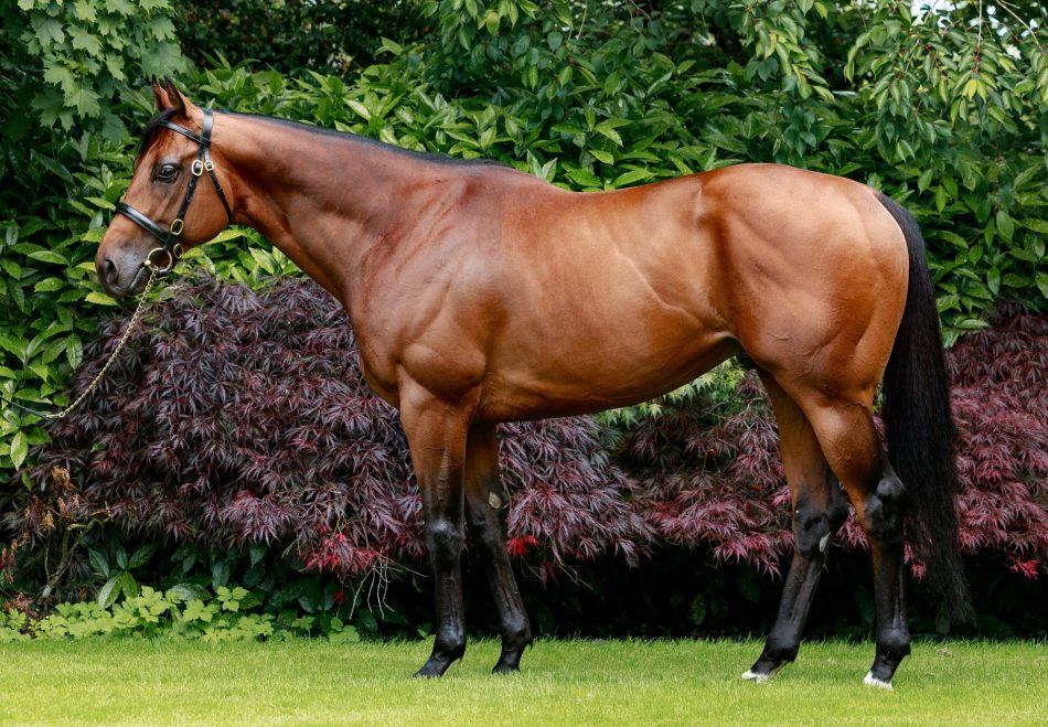 Little Big Bear’s First Foals Prove Popular At Goffs - Coolmore