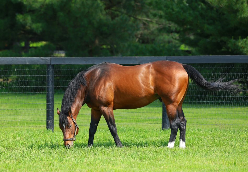 Lookin At Lucky Fasig Offerings Led By $320,000 Colt - Coolmore