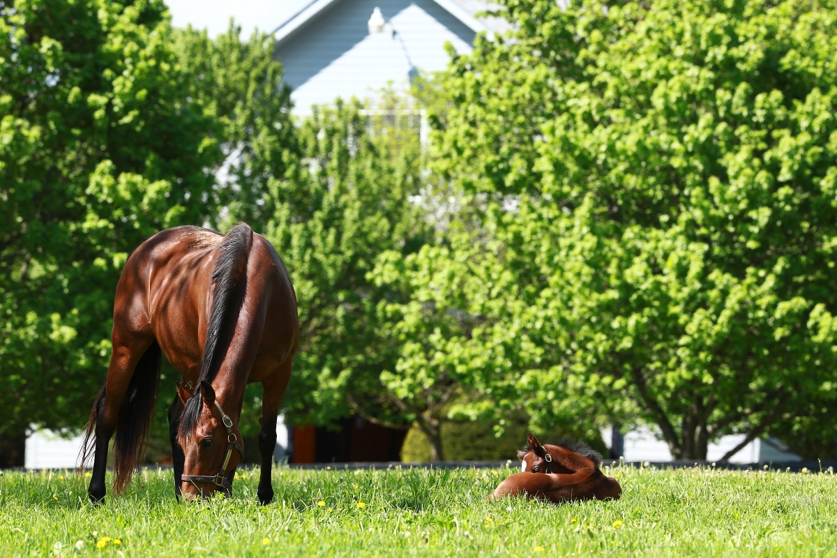 Farm Tours - Coolmore