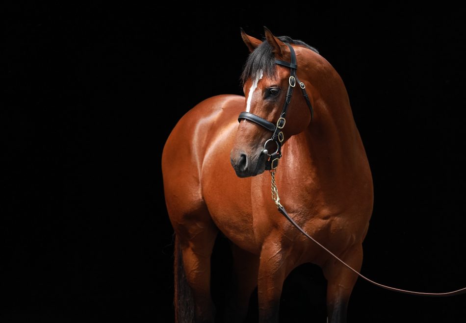 Gallant Blade First Dubai Winner for Maximum Security - Coolmore