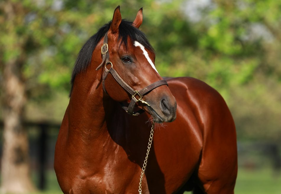 Maximum Security’s Mr. Bogan Romps to Maiden-Breaking Win - Coolmore