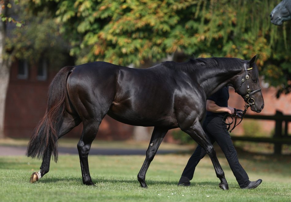 Maxios Four-Year-Old Goes One Better - Coolmore