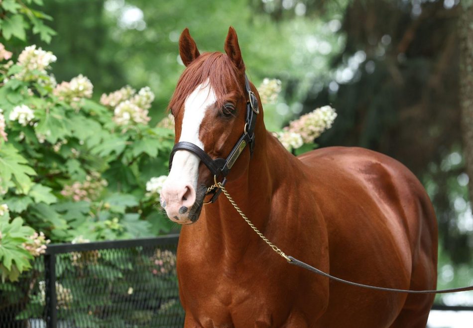 Munnings Full Brother to Jack Christopher Brings $800,000 at Keeneland ...