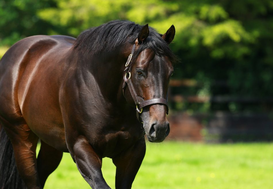 No Nay Never Juvenile Gets Off The Mark In Fine Style - Coolmore