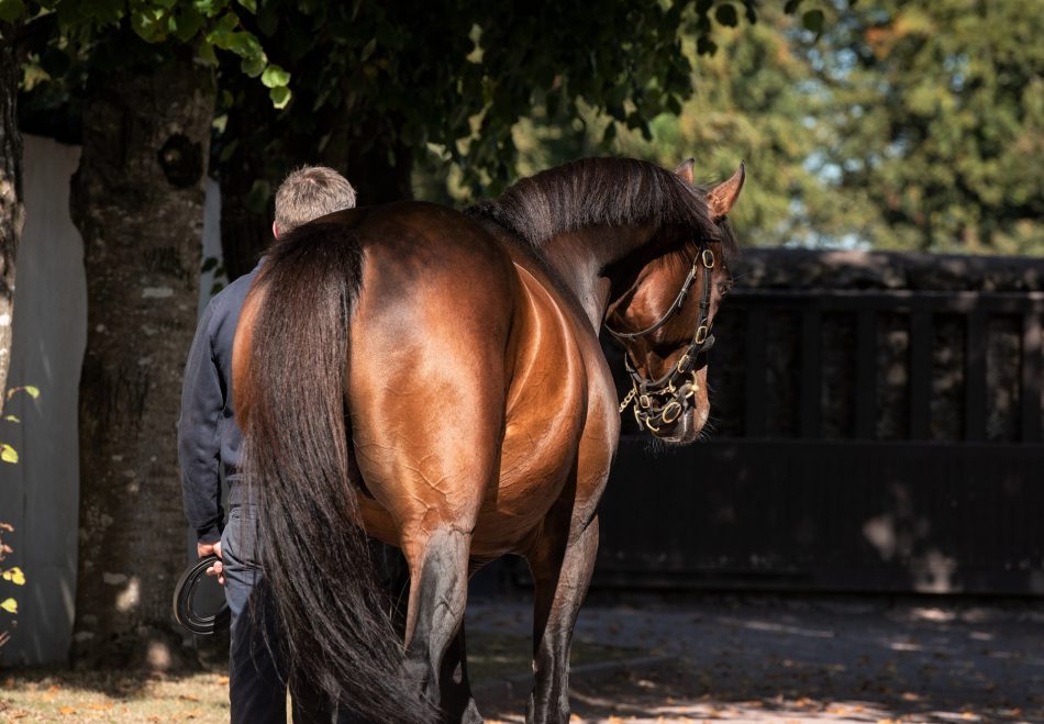 Order Of St George Mare Gets Off The Mark - Coolmore