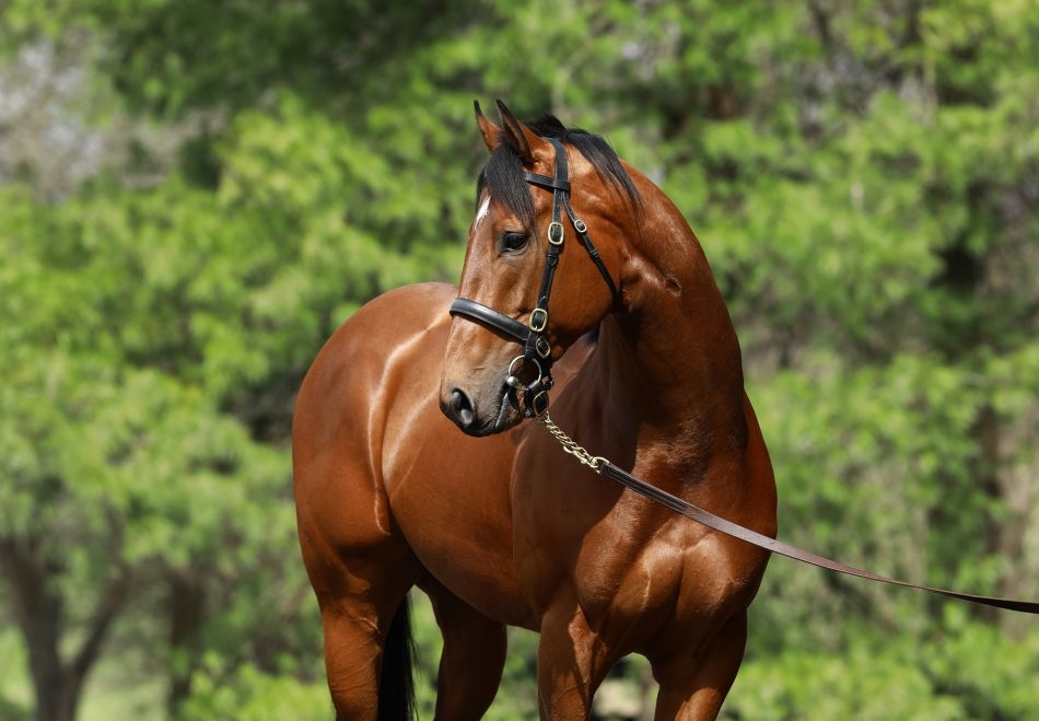 $725,000 Colt for Practical Joke at Keeneland September - Coolmore